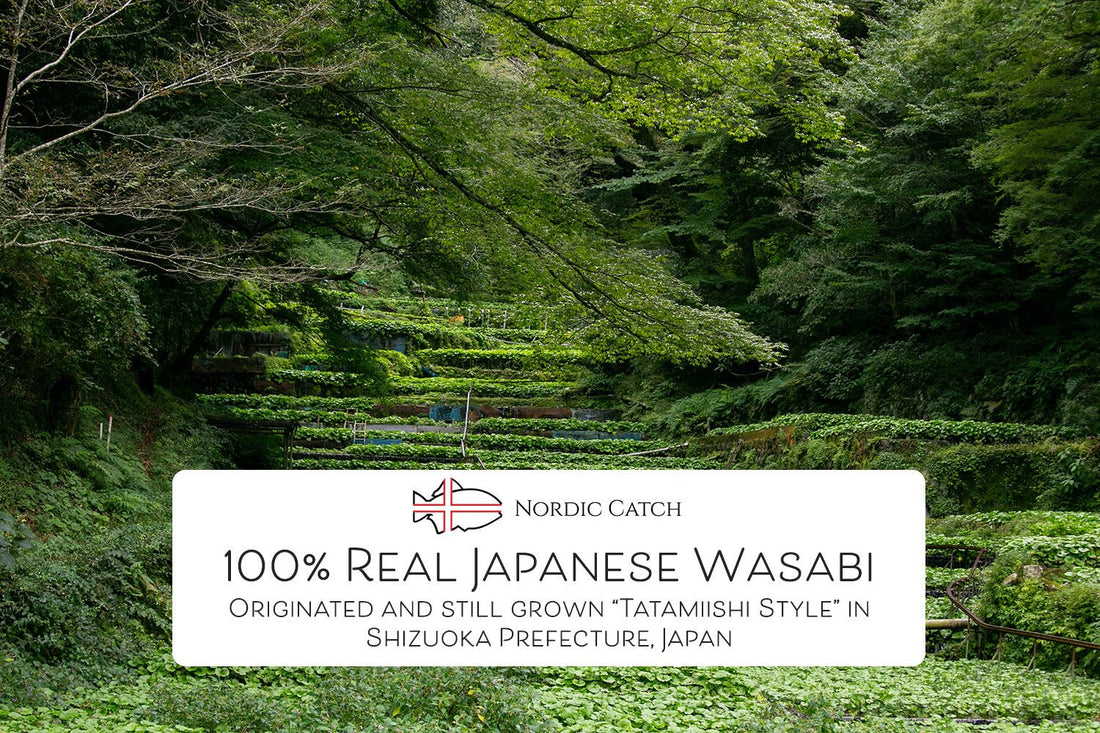 Fresh Japanese Wasabi Root (Real Wasabi Rhizome) - Sushi Delivery ...