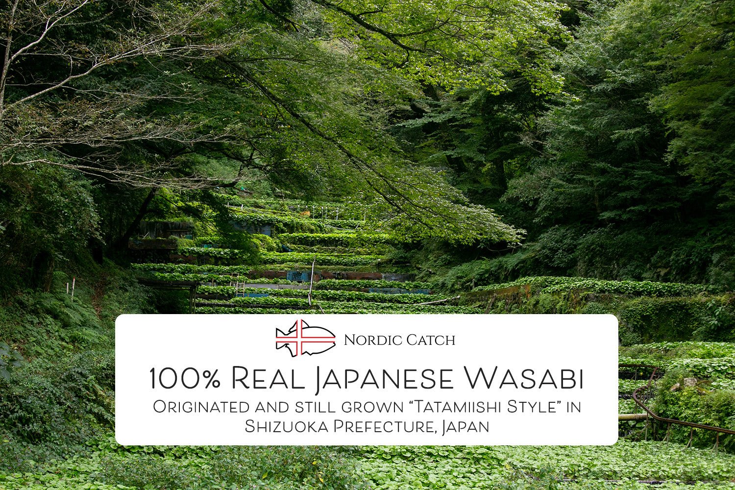 Fresh Japanese Wasabi Root (Real Wasabi Rhizome) - Sushi Delivery ...